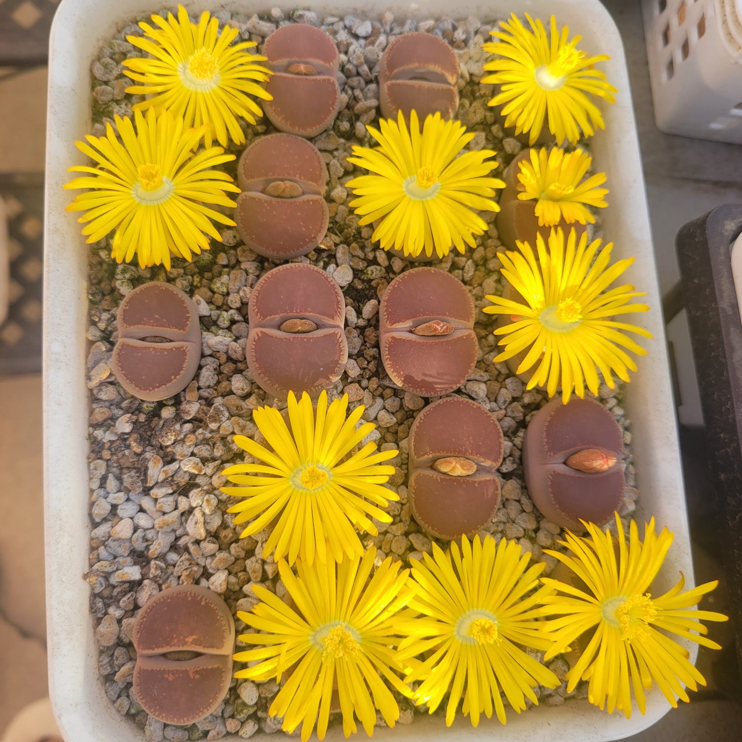 Lithops Aucampiae Kokerboom KO – La Succuland