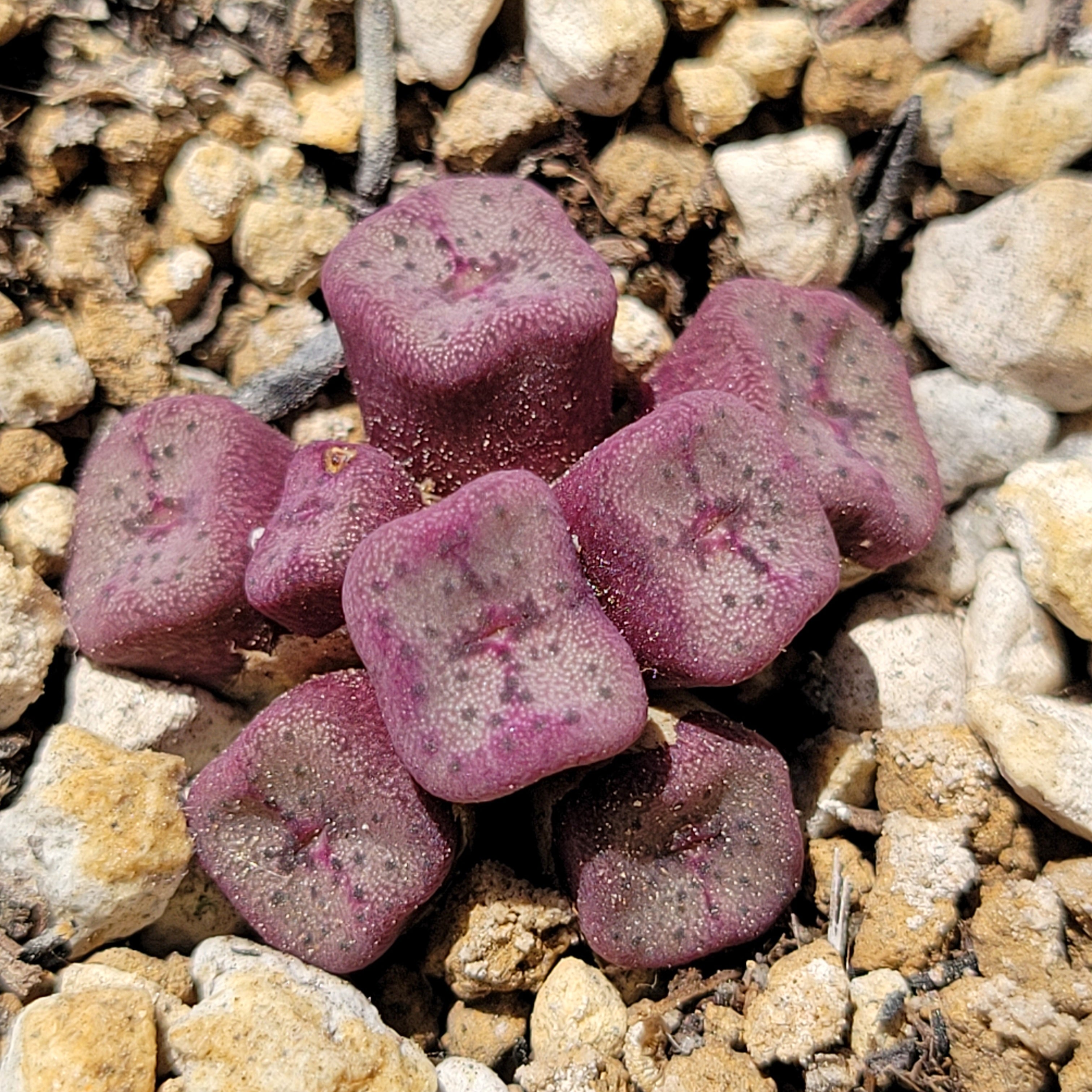 Conophytum Cubicum Cluster RANDOMLY PICKED – La Succuland