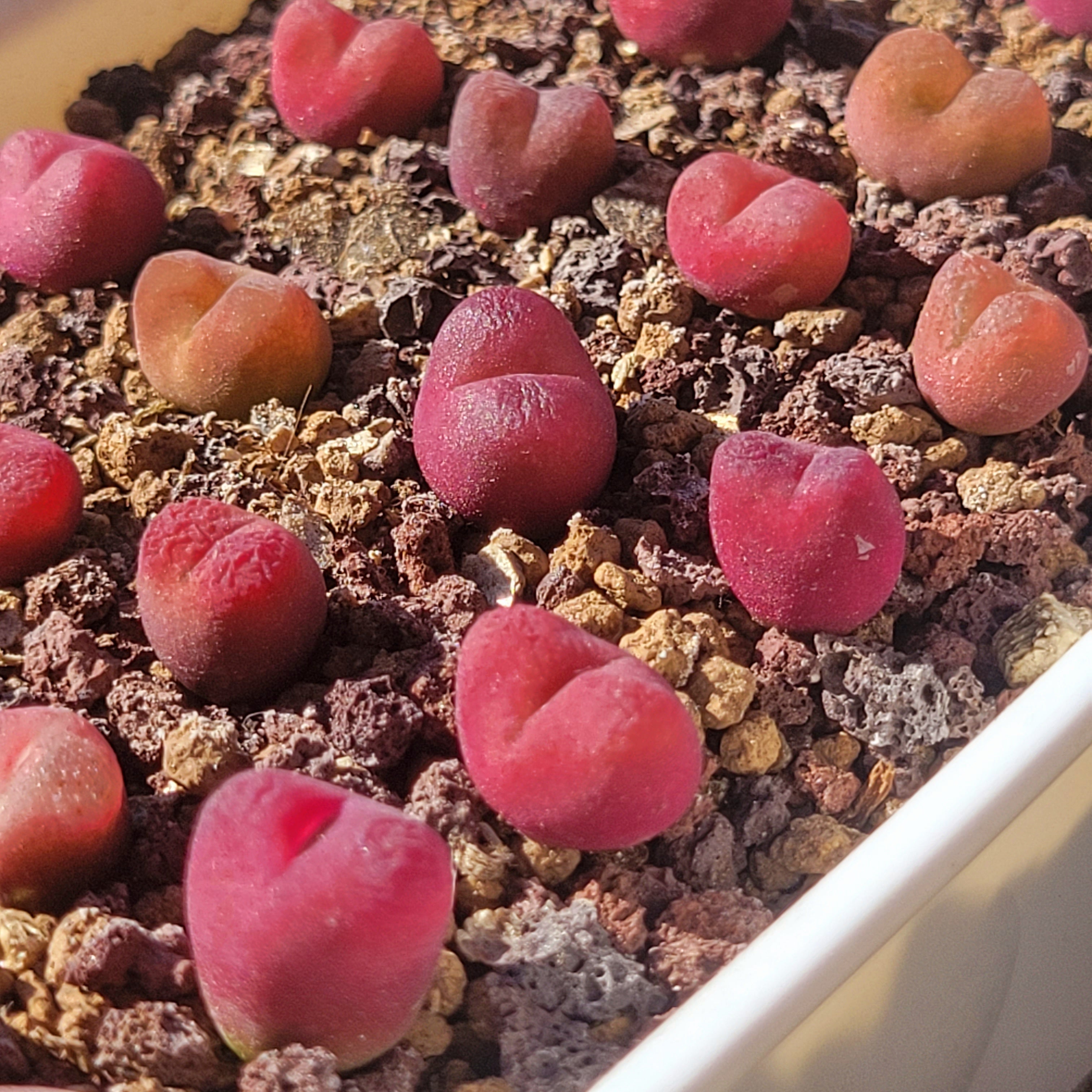 Two All Red Conophytum Maughanii Live Plants – La Succuland