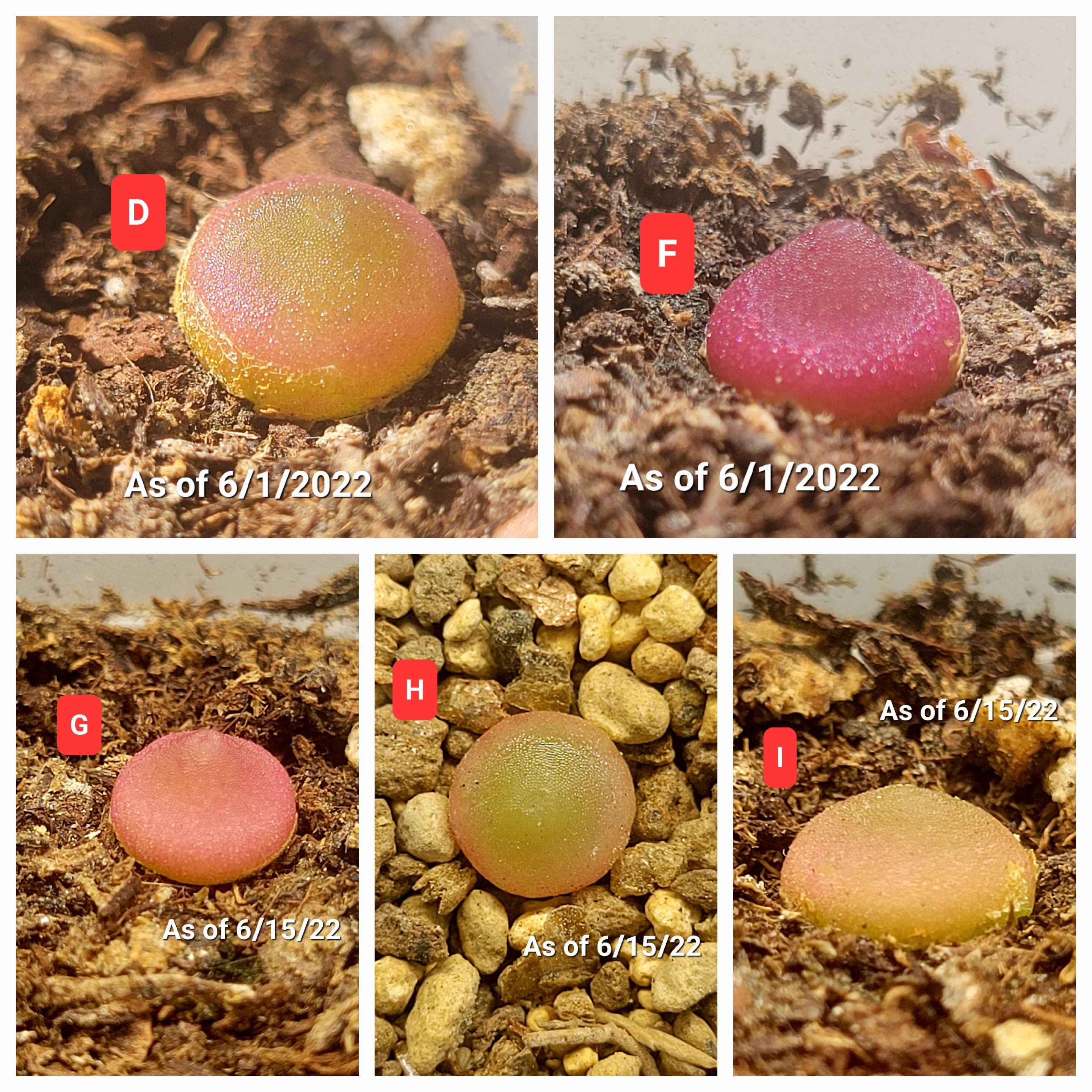 Conophytum Hammeri SH2108 – La Succuland