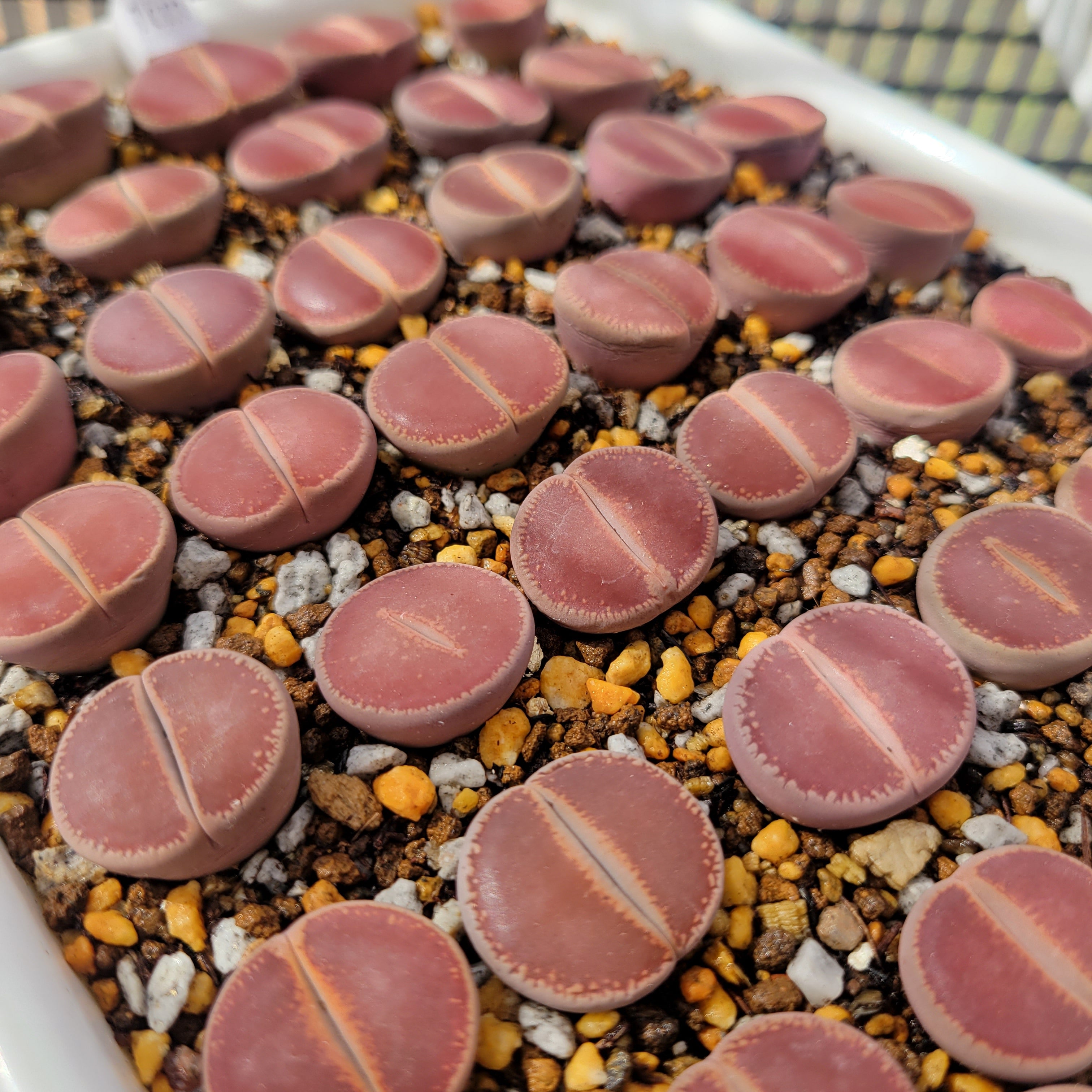 Lithops Aucampiae Kokerboom KO – La Succuland