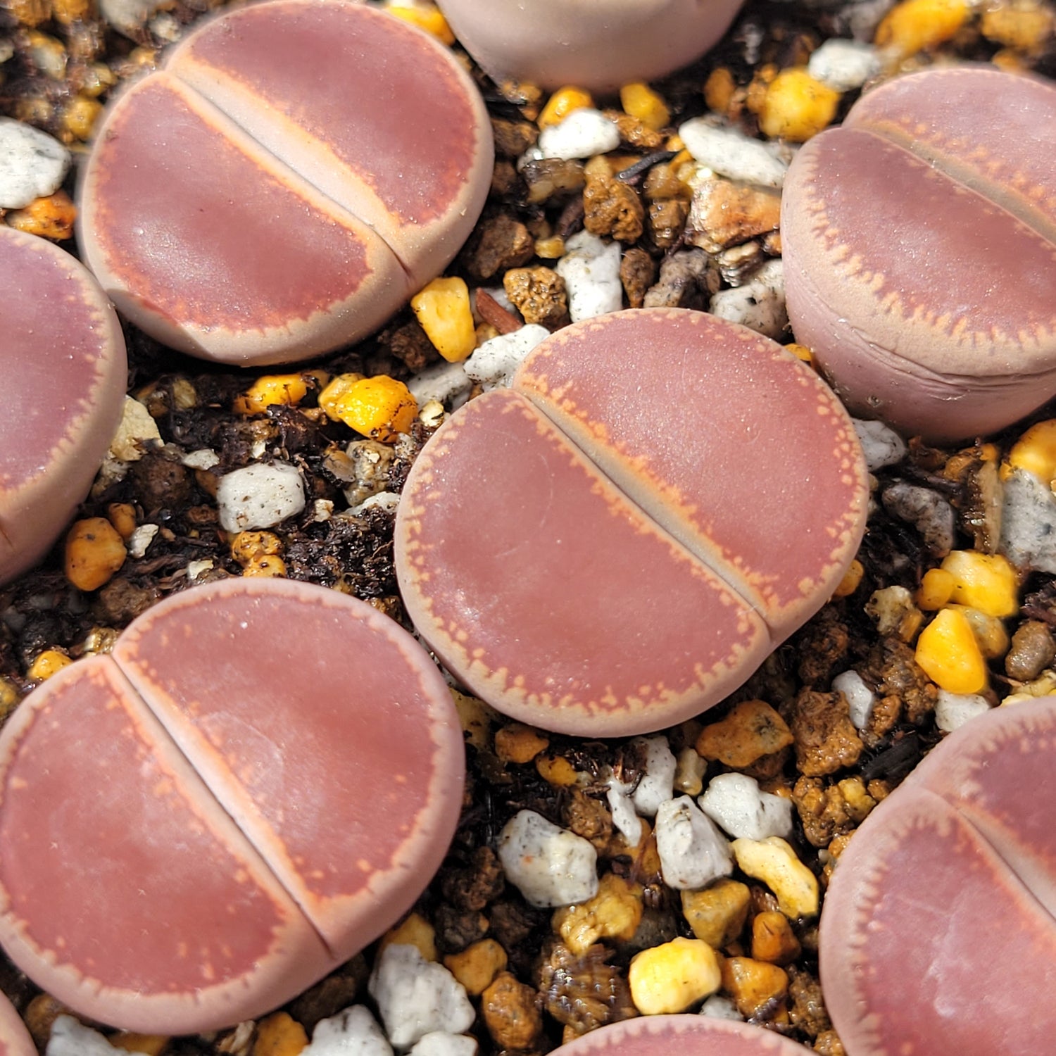 Lithops Aucampiae Kokerboom KO – La Succuland