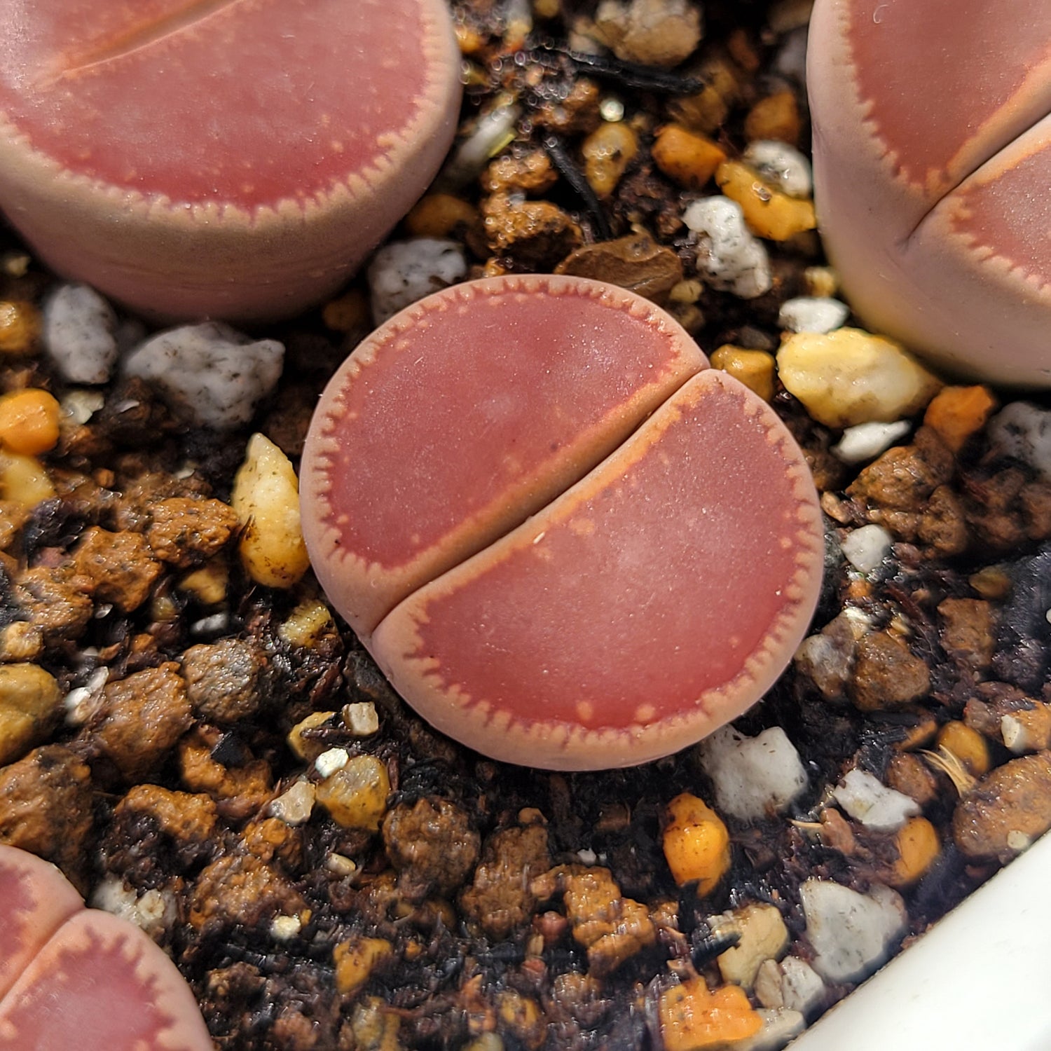 Lithops Aucampiae Kokerboom KO – La Succuland