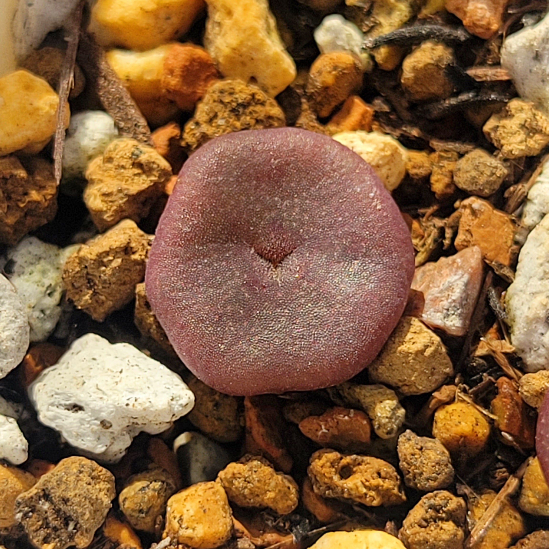 Conophytum Cubicum RANDOMLY PICKED – La Succuland