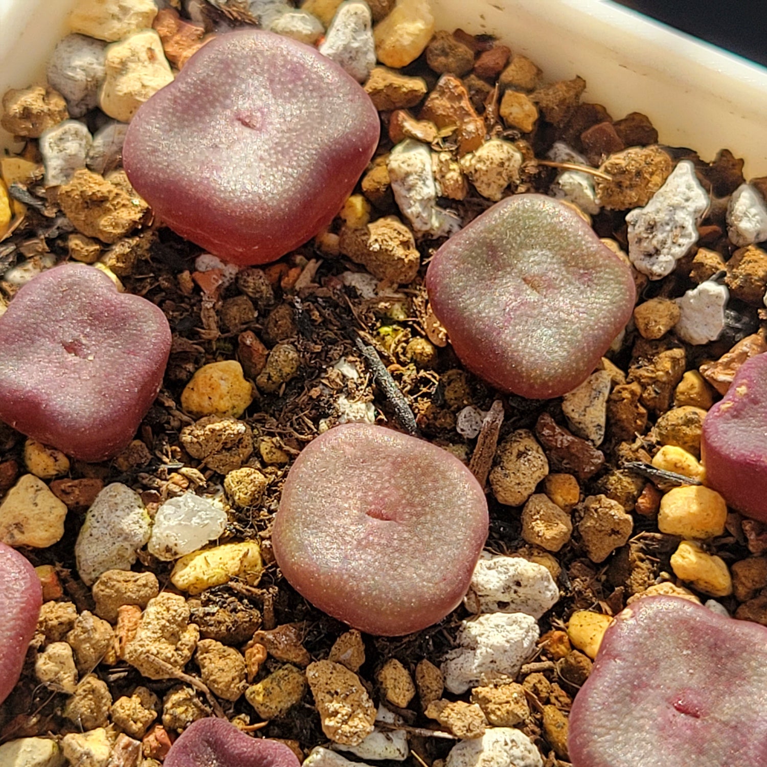 Conophytum Cubicum RANDOMLY PICKED – La Succuland