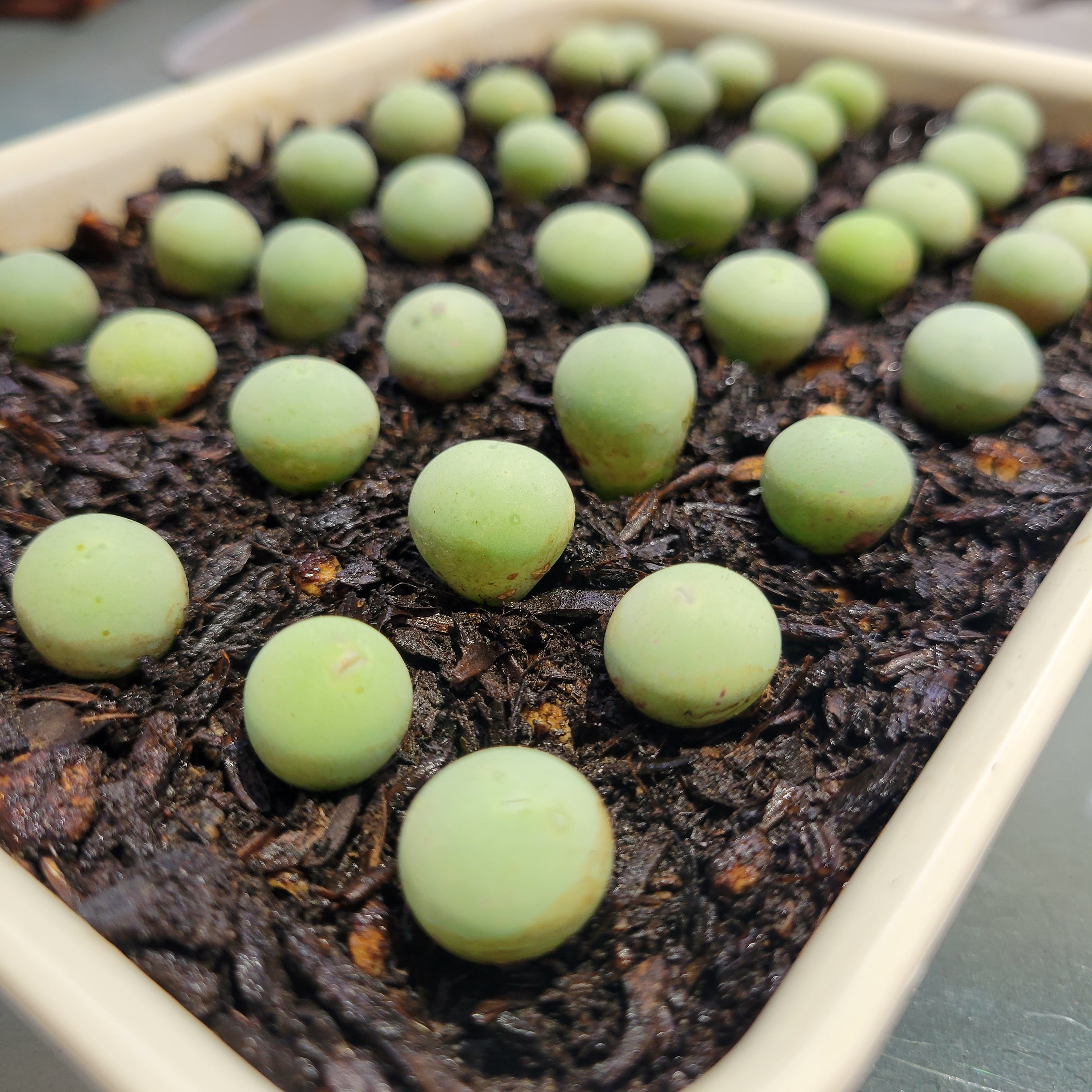 Conophytum Calculus LIVE PLANT 1.20cm - 1.40cm – La Succuland
