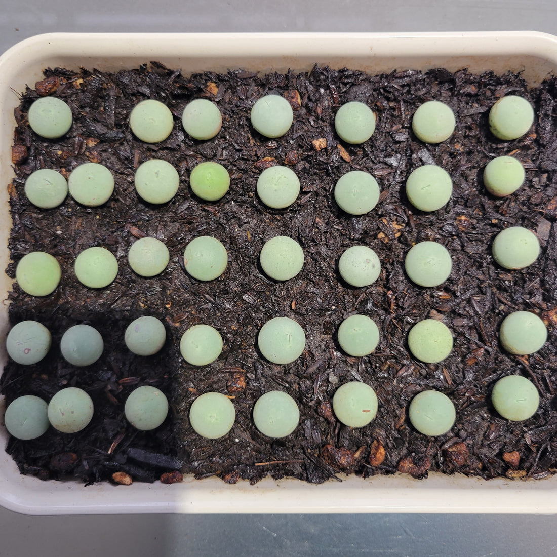 Conophytum Calculus LIVE PLANT 1.20cm - 1.40cm – La Succuland