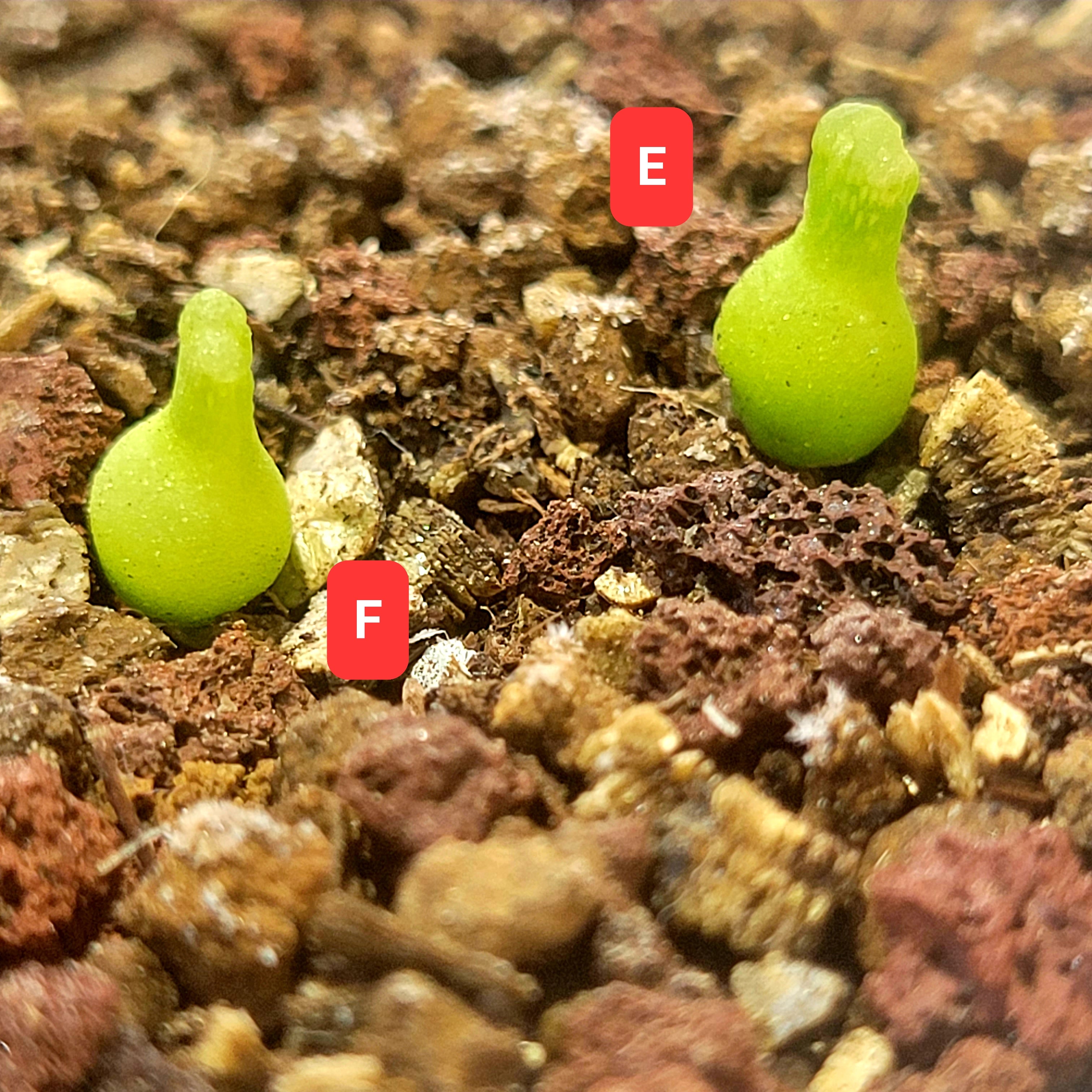 Conophytum Achabense – La Succuland