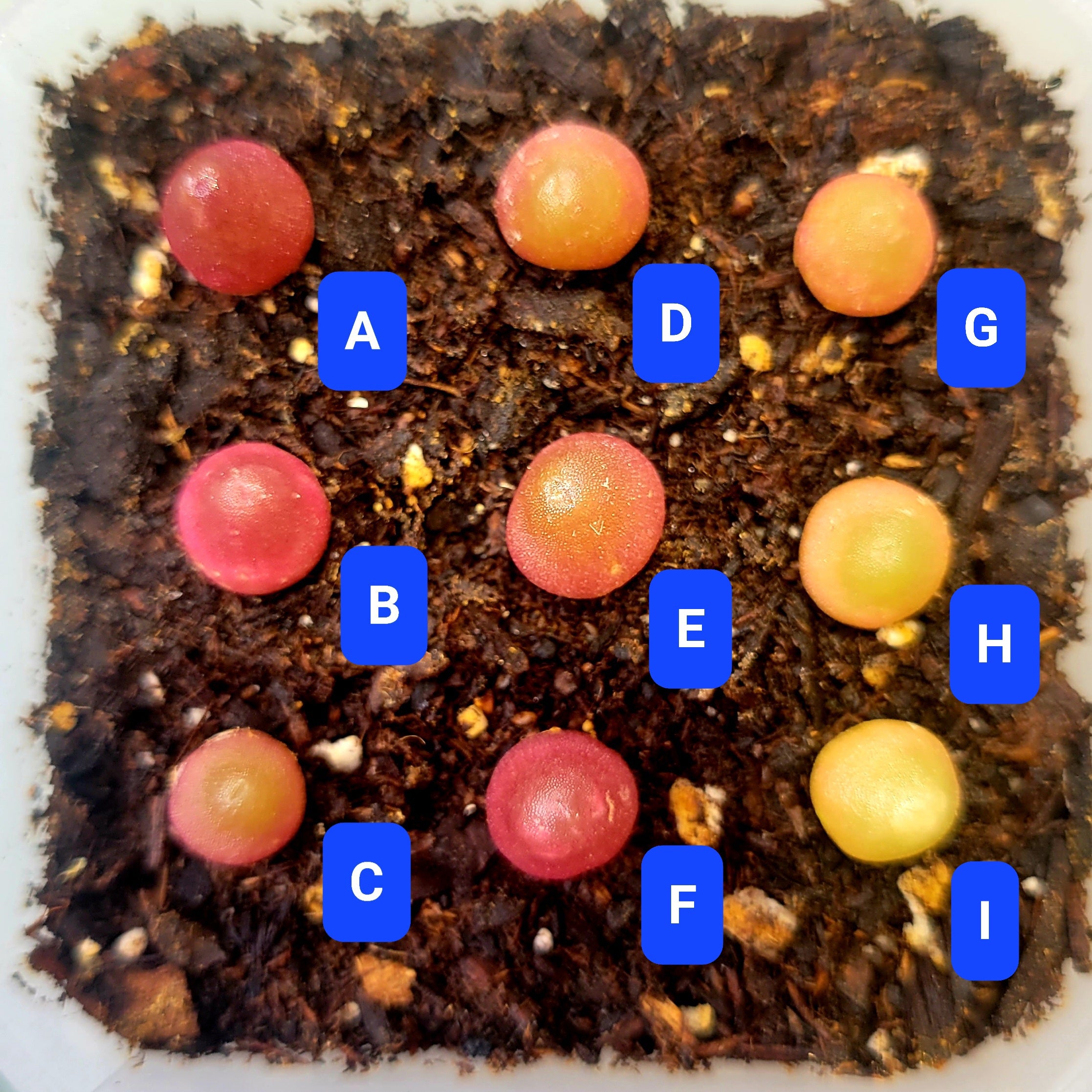 Conophytum Hammeri SH2108 – La Succuland