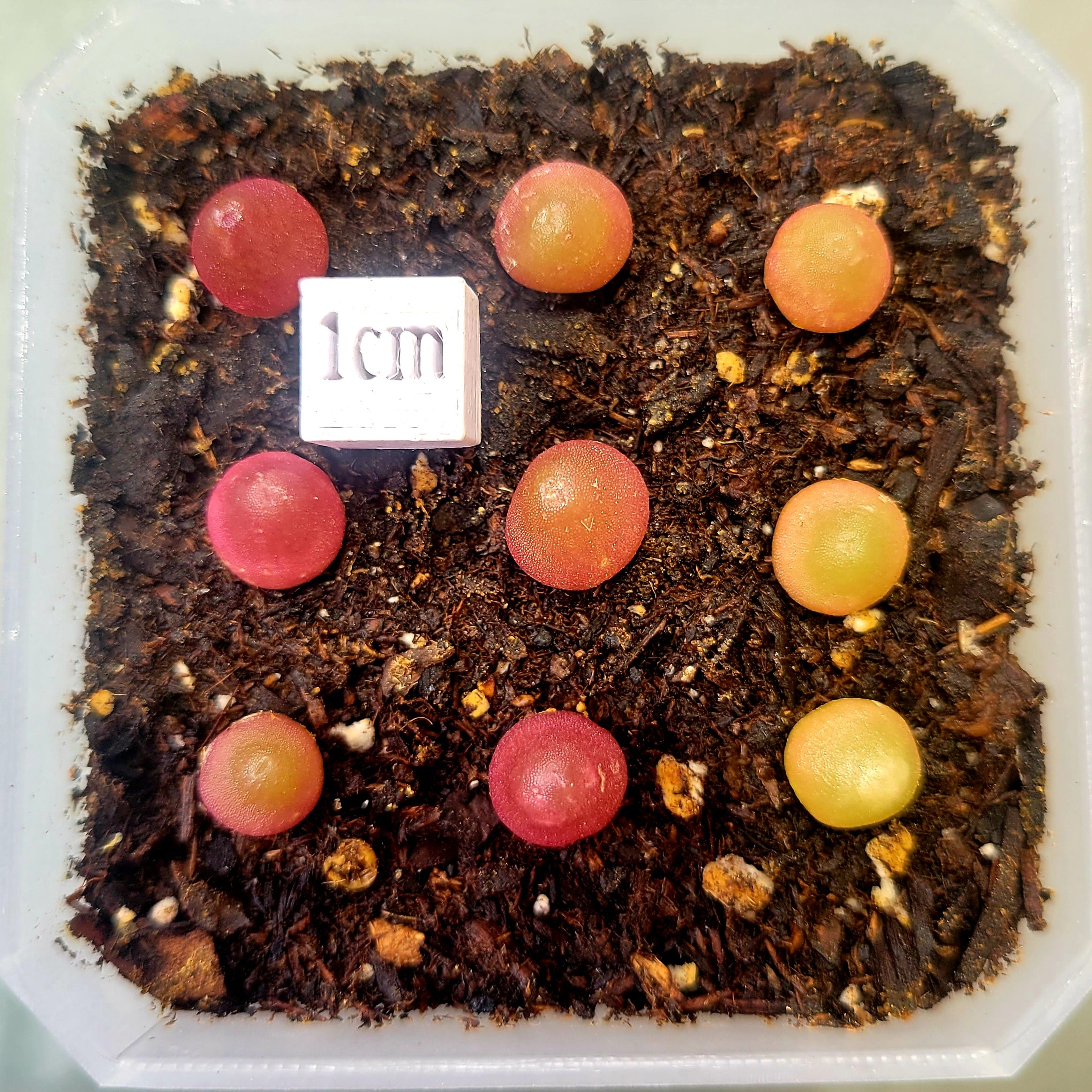 Conophytum Hammeri SH2108 – La Succuland