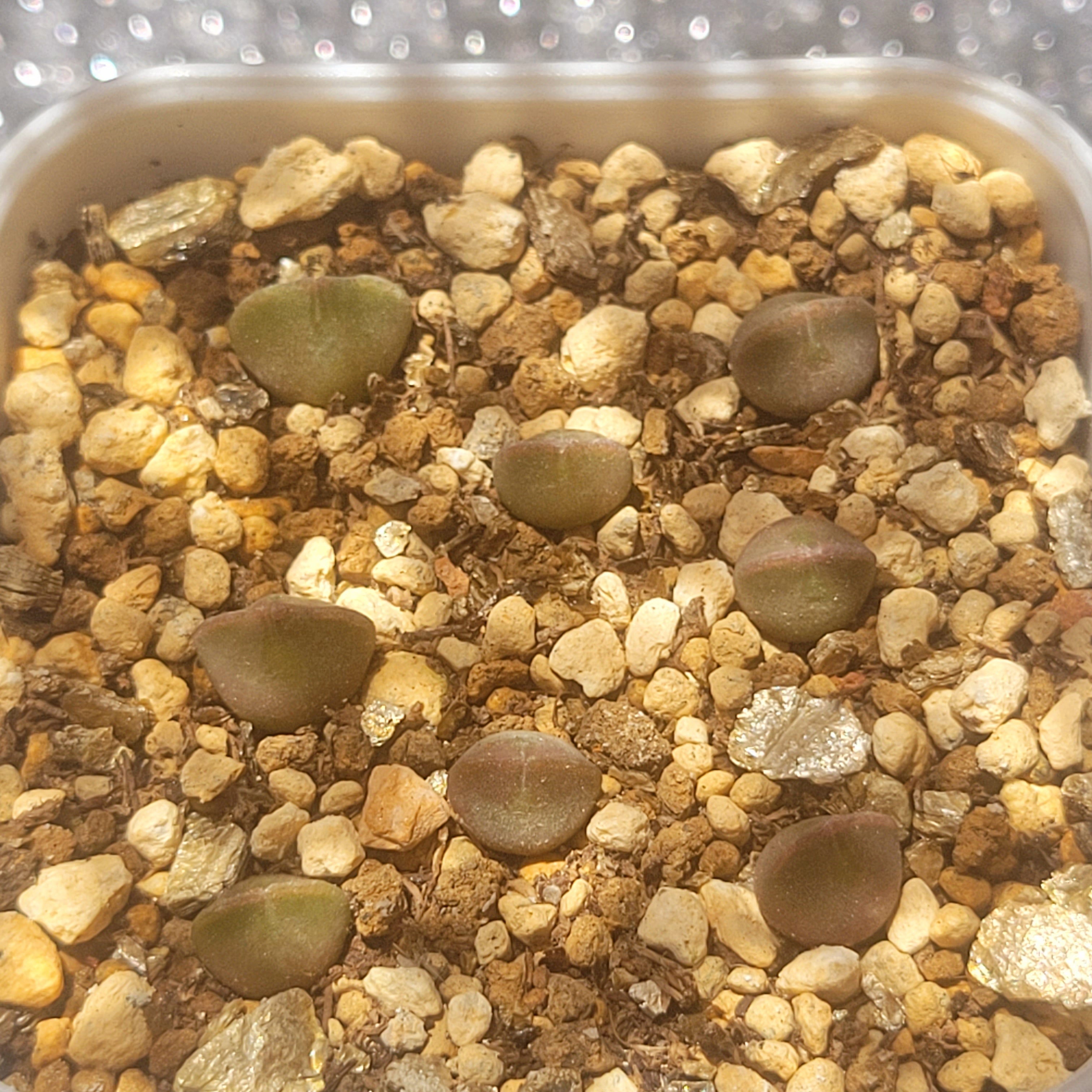 Conophytum Regale SH793 'Ratelpoort' – La Succuland