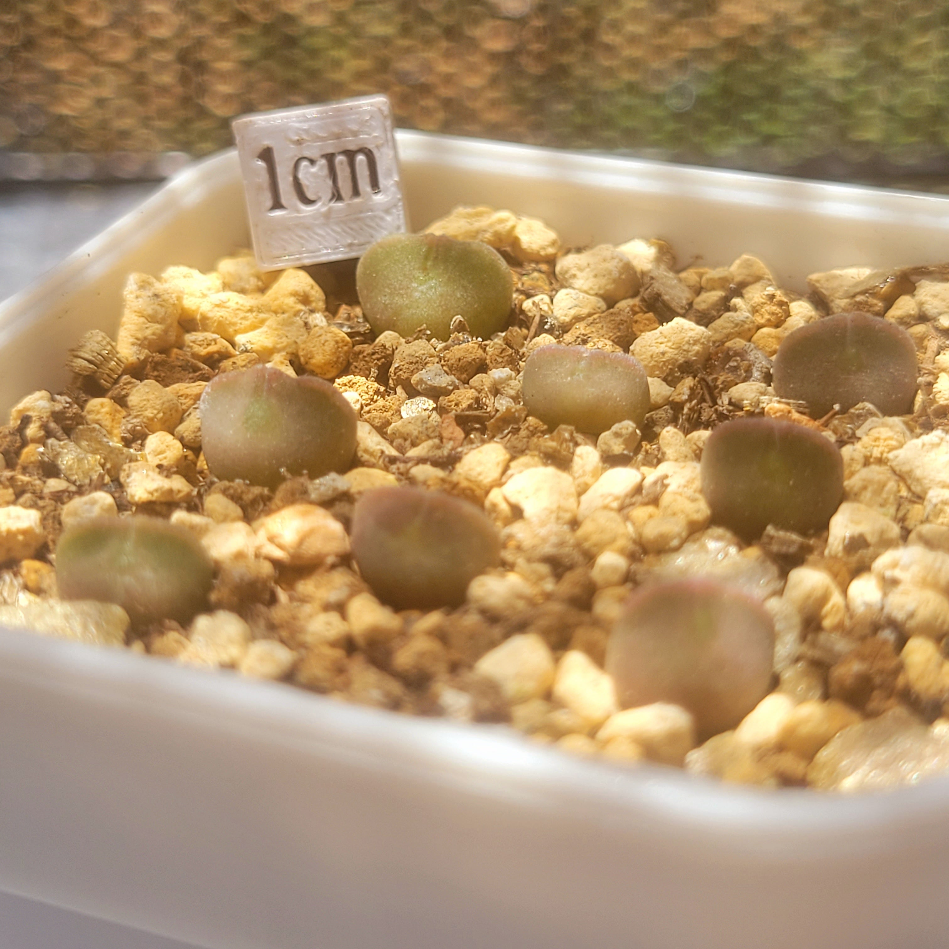 Conophytum Regale SH793 'Ratelpoort' – La Succuland