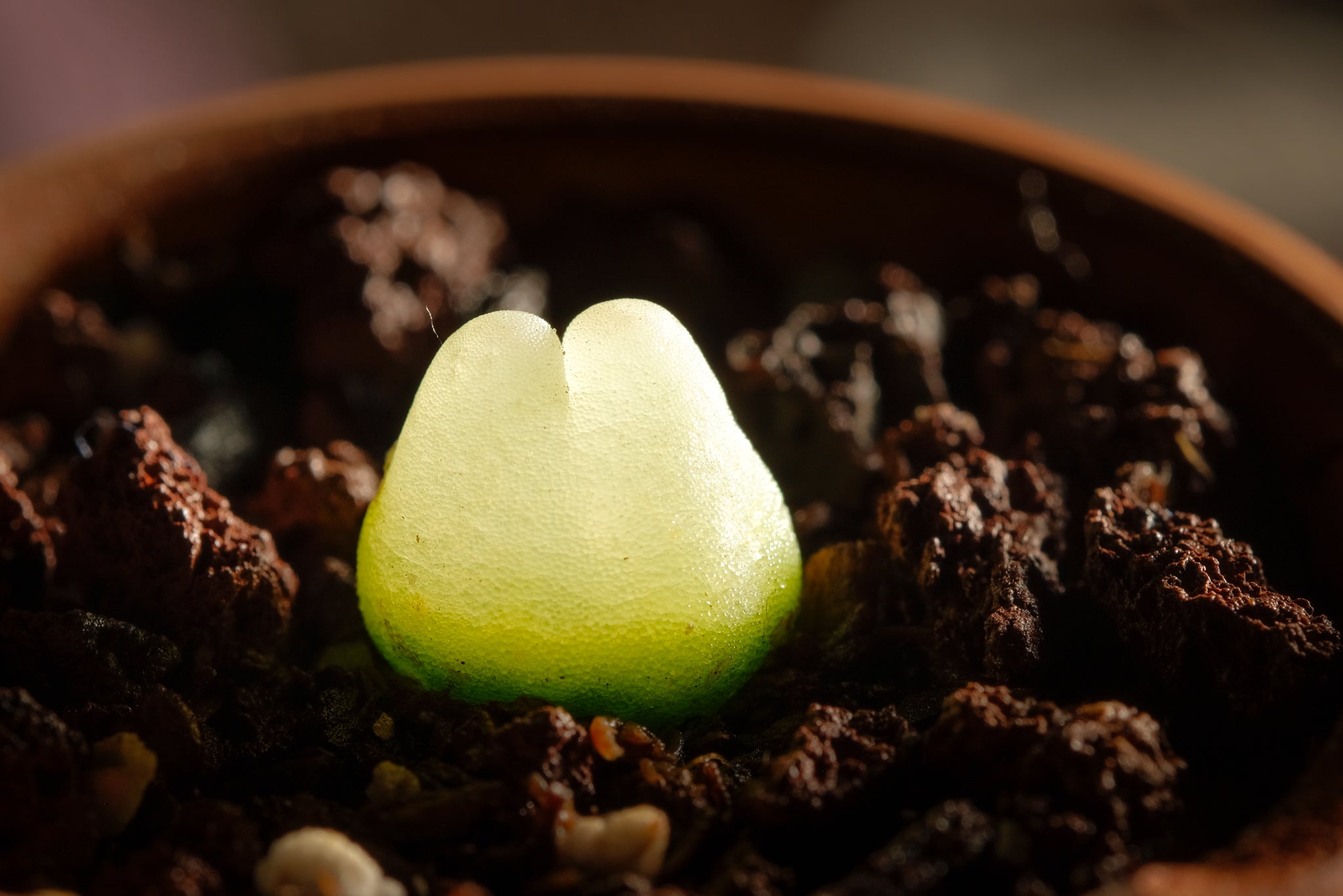 Conophytum Love | La Succuland